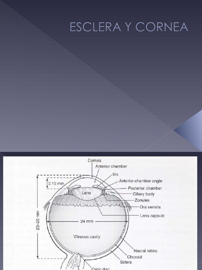 Esclera y Cornea | PDF