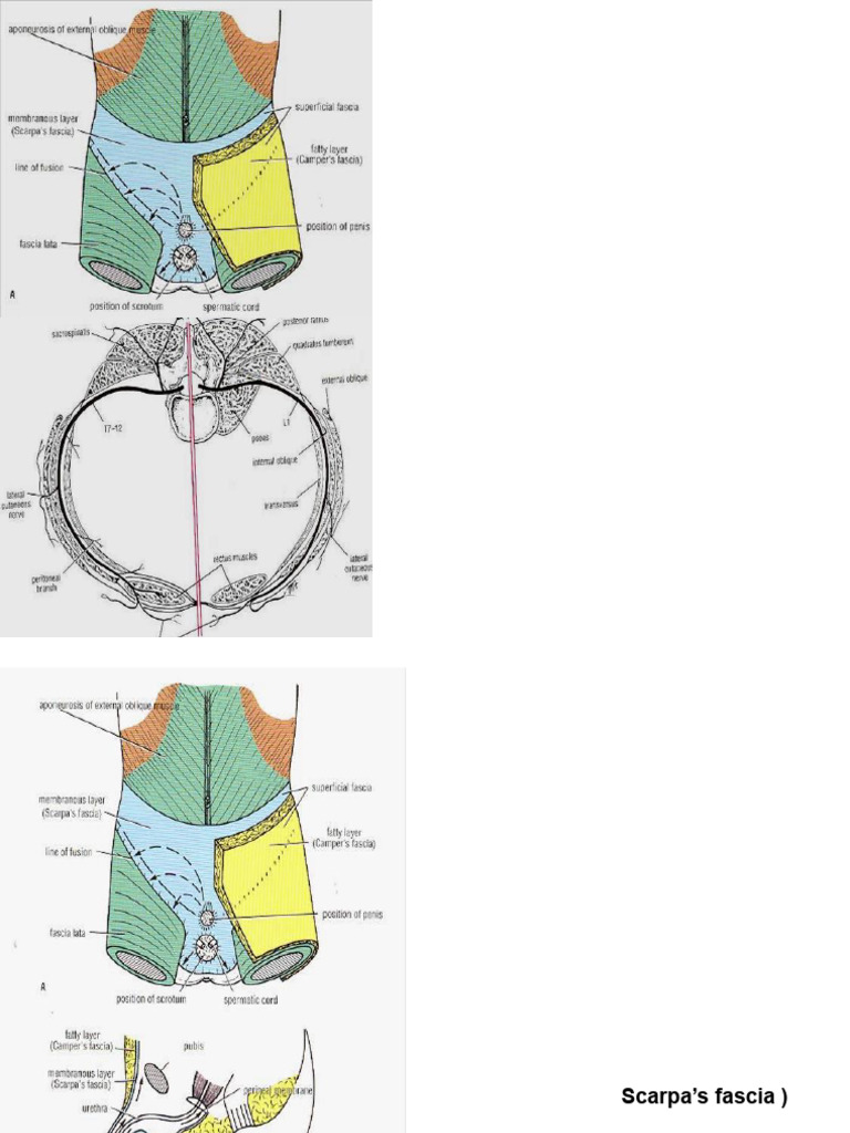 Fascia Transversalis in Abdominal Wall | PDF | Abdomen ...