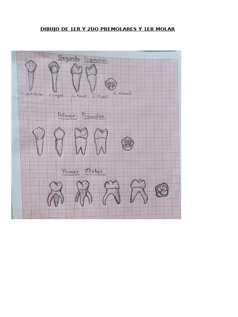 Dibujo de 1er y 2do Premolares y 1er Molar | PDF
