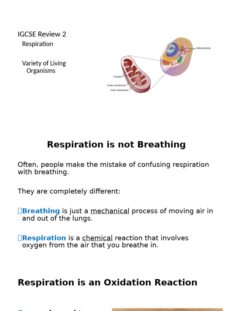 IGCSE Review 2 Respiration Kingdoms | PDF | Cellular Respiration | Cell ...