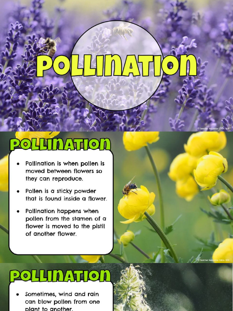 Pollination | PDF