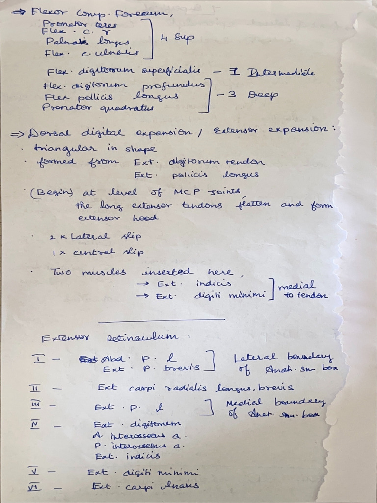 Upper Limb Hand | PDF