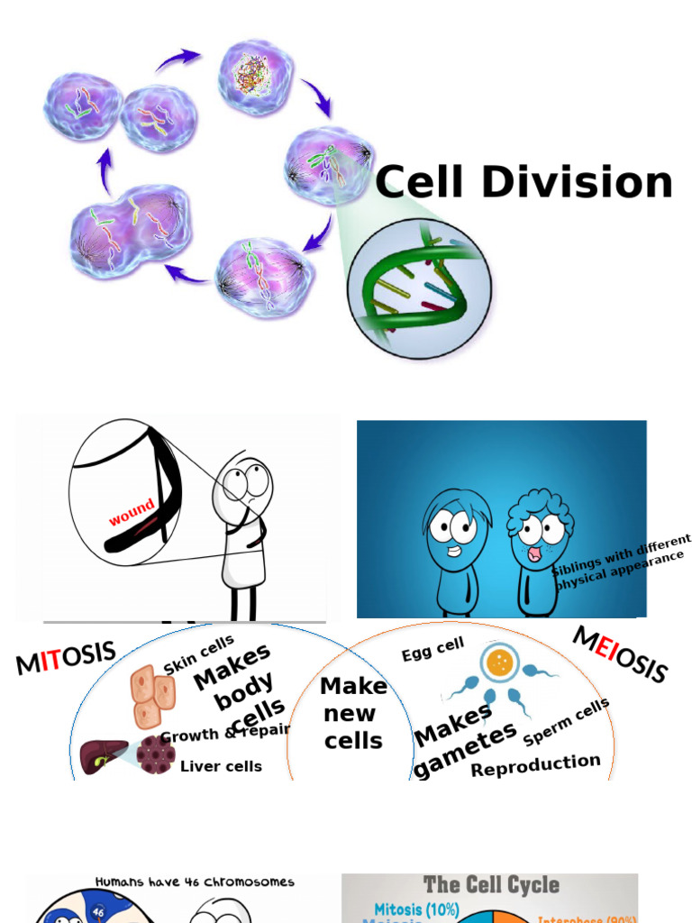 Lesson 12 - Mitosis Meiosis | PDF | Meiosis | Mitosis
