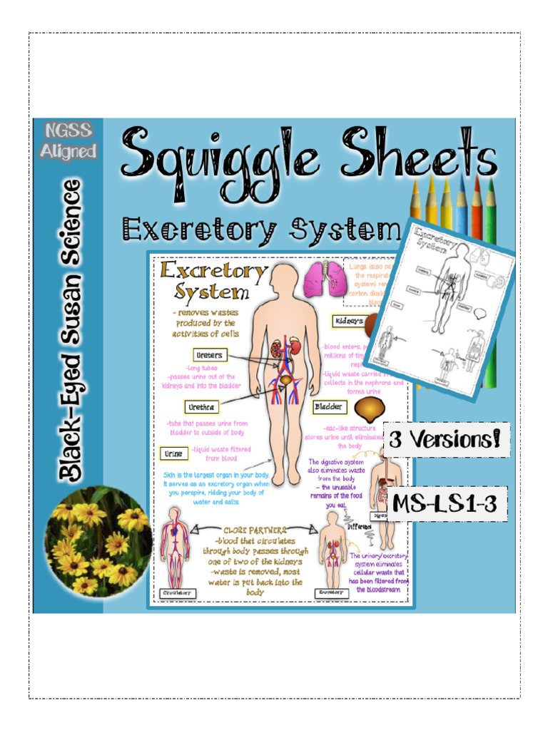 Excretory System Overview and Facts | PDF | Human Body | Kidney