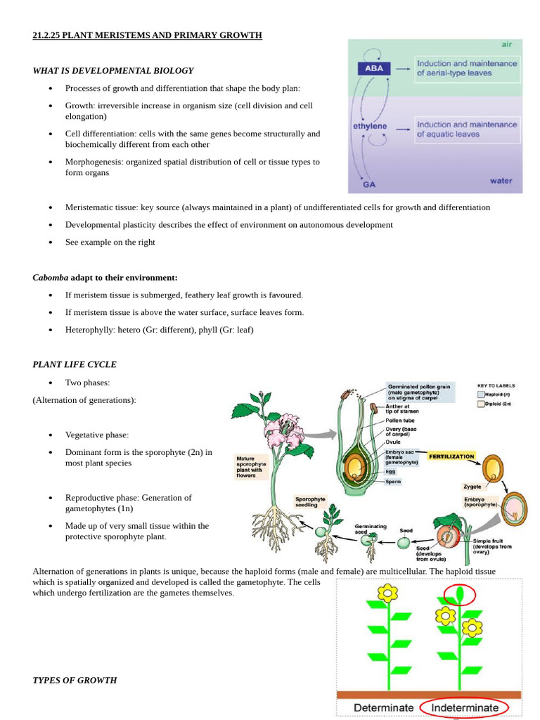 .2.25 Plant Meristems and Primary Growth | PDF | Life Sciences | Biology