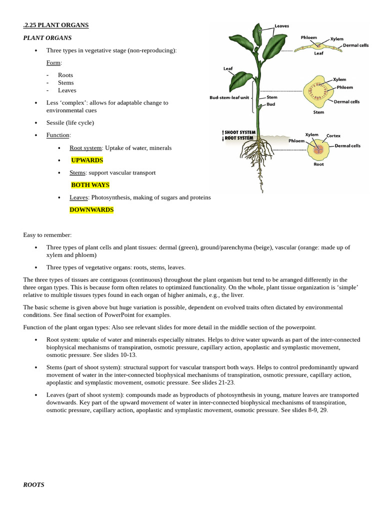Overview of Plant Organs and Functions | PDF | Plant Stem | Leaf