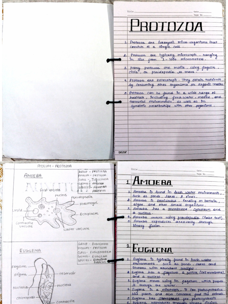 Zoology Practical File Sakshi | PDF