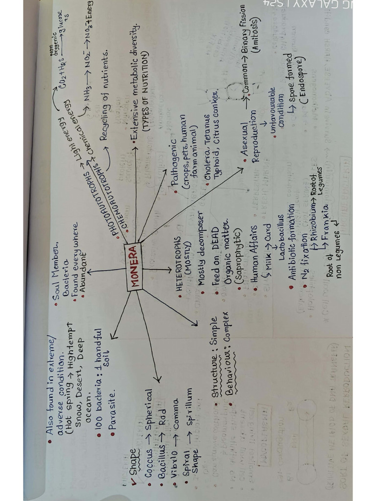 Biological Classification Class Xii | PDF