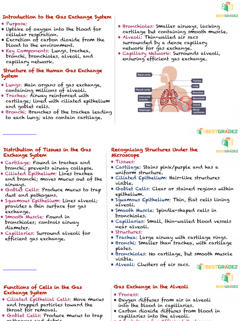 Purpose: - Bronchioles: - Alveoli: - Capillary Network:: Introduction ...