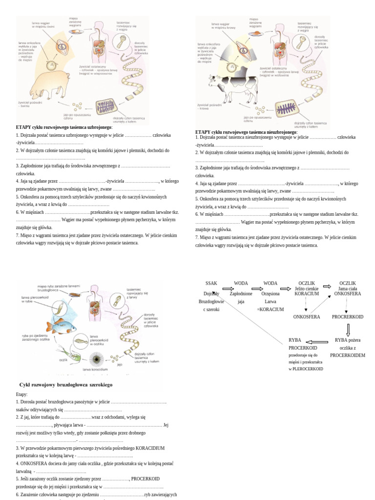 Lek.1 - cz.1 - Cykle Rozwojowe Tasiemców | PDF
