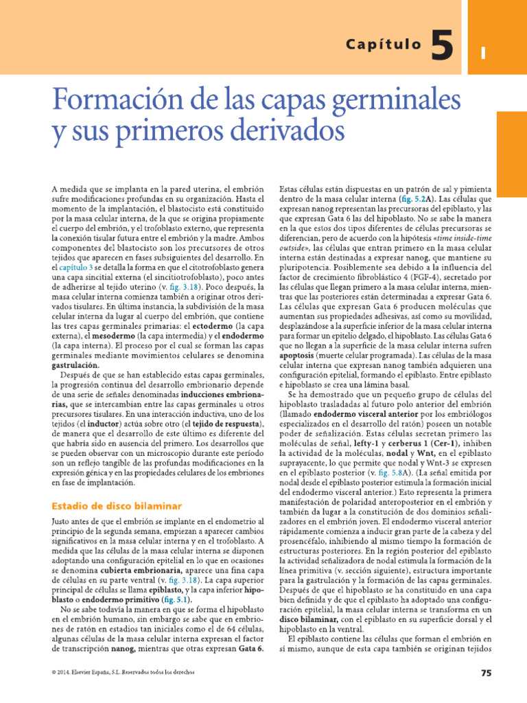 Cap 5-Formación de las capas germinales y sus primeros derivados (1) | PDF