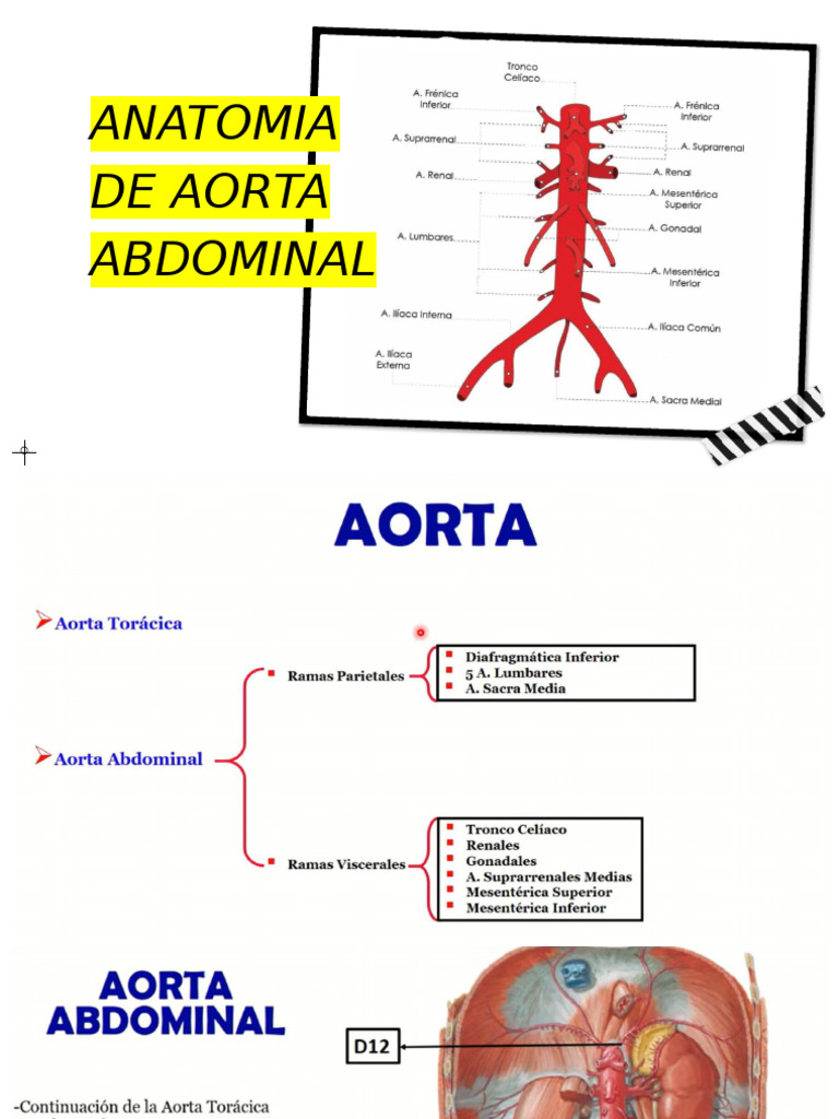 Anatomia de Aorta Abdominal | PDF