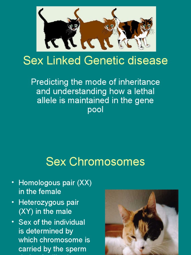 Sex Linked Genetic Disease | PDF | Genetic Disorder | Dominance (Genetics)
