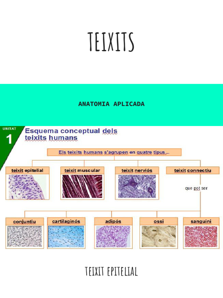 Teixits pptx-2 | PDF