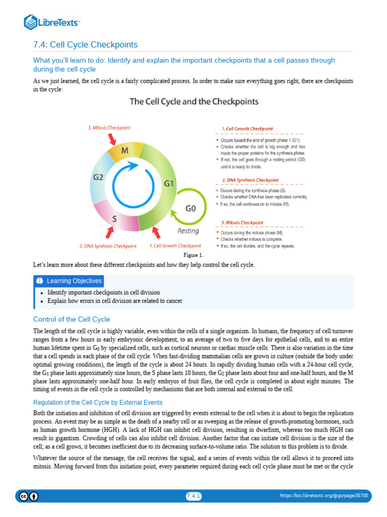 7.04 Cell Cycle Checkpoints | PDF | Cell Cycle | Oncogene