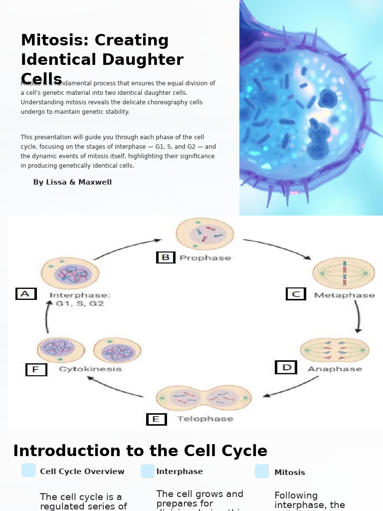 Mitosis Presentation | PDF | Mitosis | Chromosome