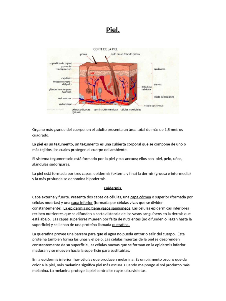 Piel Resumen | PDF | Piel | Sistema tegumentario