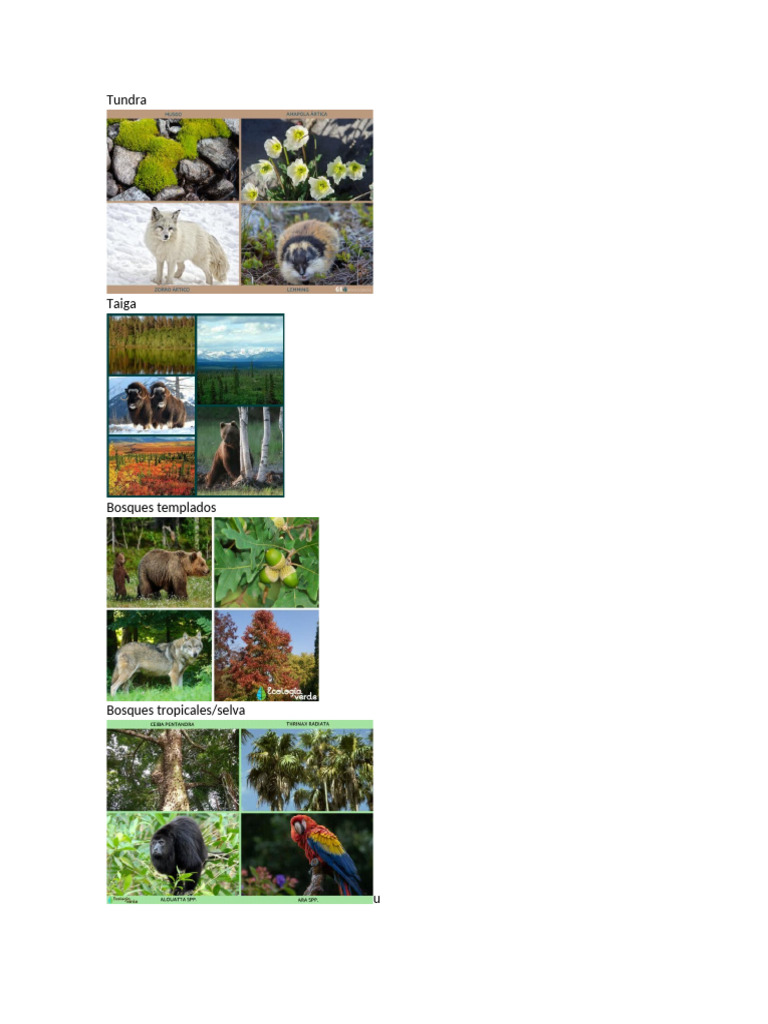 Tundra | PDF