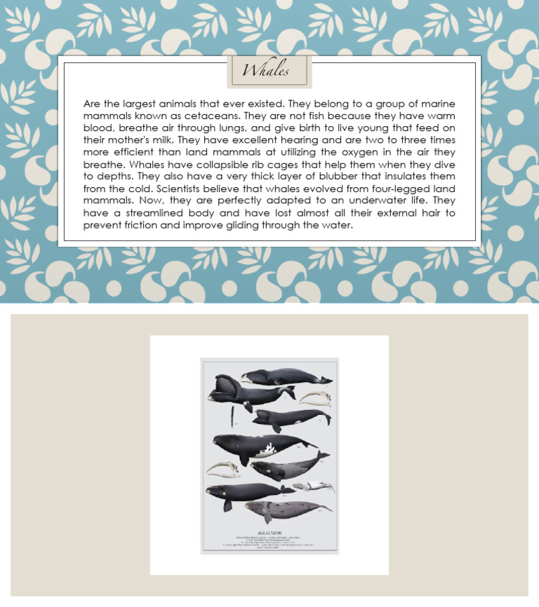 Whales | PDF