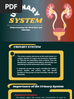 Excretory System | PDF | Urinary System | Kidney