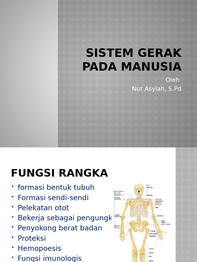 Sistem Gerak Pada Manusia | PDF