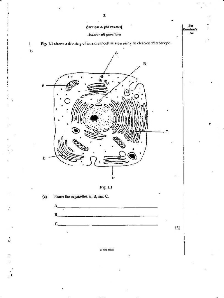 Alevel_bio_p2_qp_June_2016 | PDF