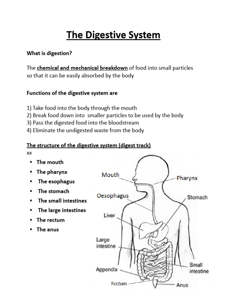 Digestive System Overview and Functions | PDF | Digestion | Human ...