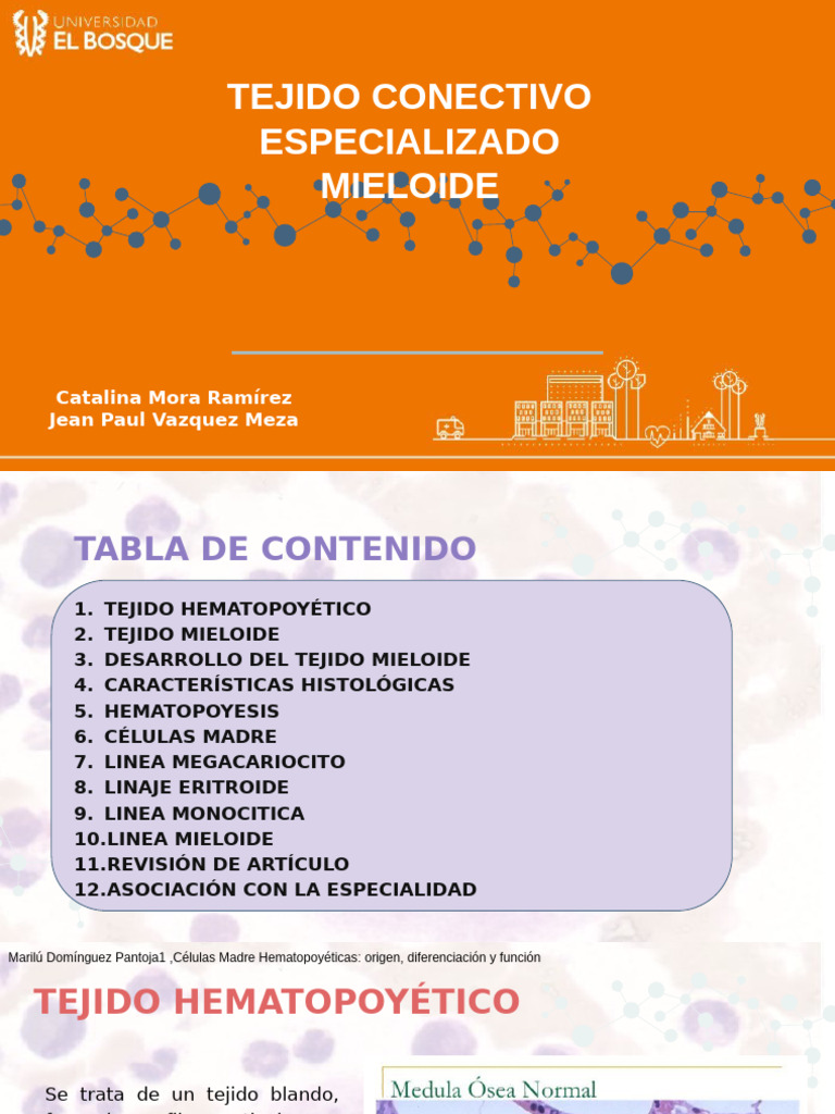 Tejido Conectivo Mieloide y Hematopoyesis | PDF | Hematopoyesis | Hueso