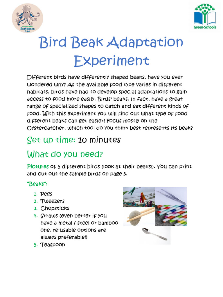 Beak Adaptation Experiment | PDF | Beak | Birds