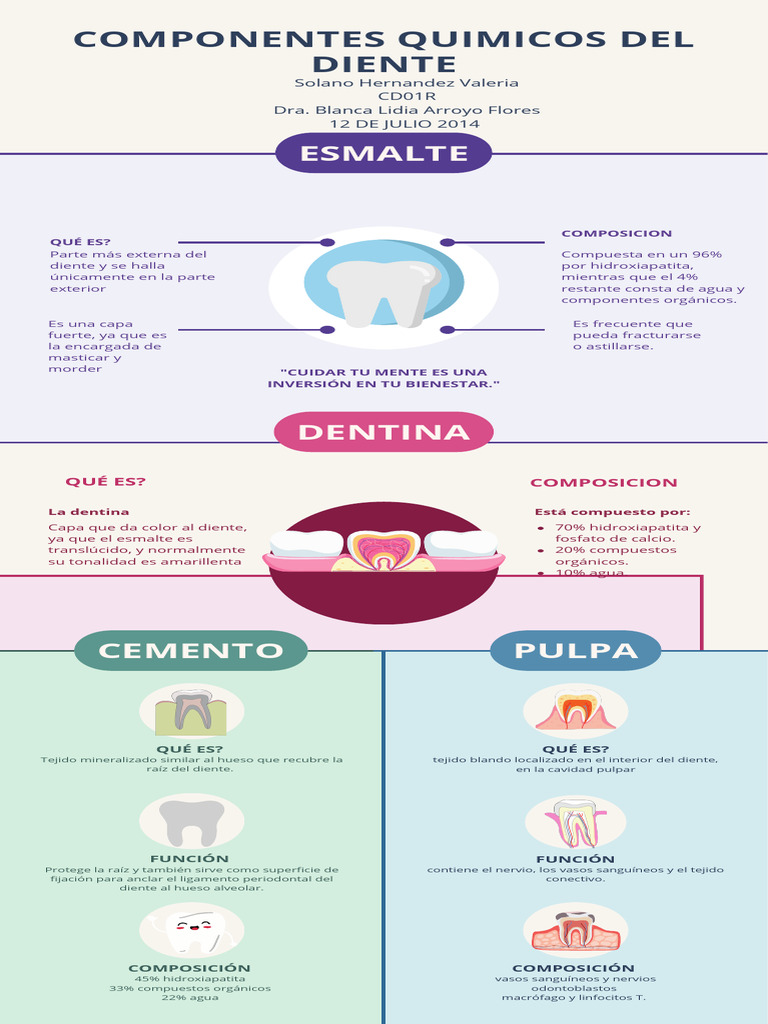 Composición y partes del diente | PDF | Esmalte de dientes | Boca