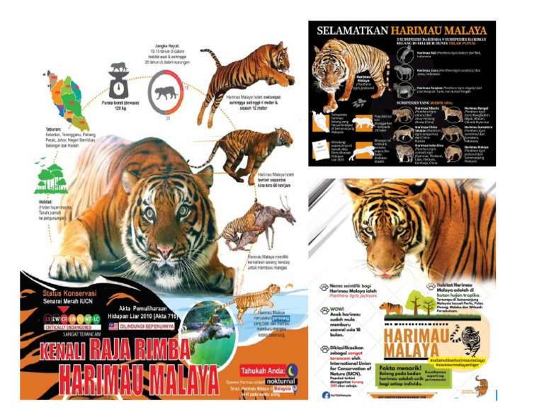 selamatkan harimau malaya | PDF