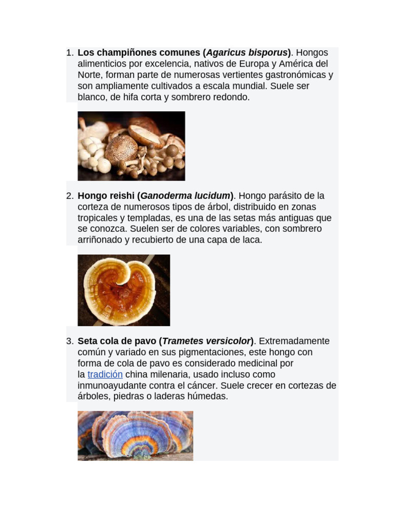 Tipos y nombres de hongos comunes | PDF | Hongo | Seta