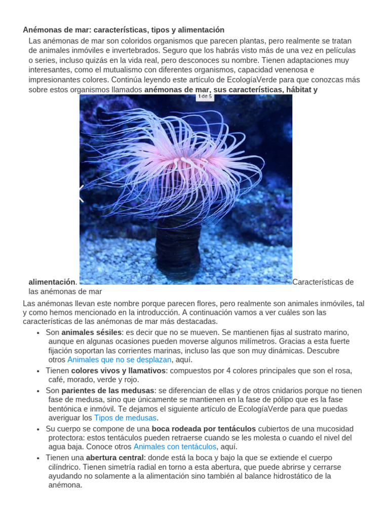Características y tipos de anémonas marinas | PDF | Tentáculo | Biología