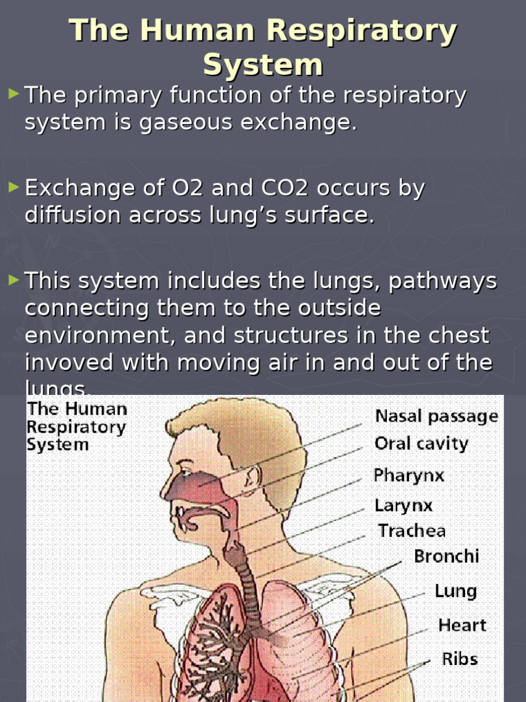The Human Respiratory System | PDF | Lung | Respiratory Tract