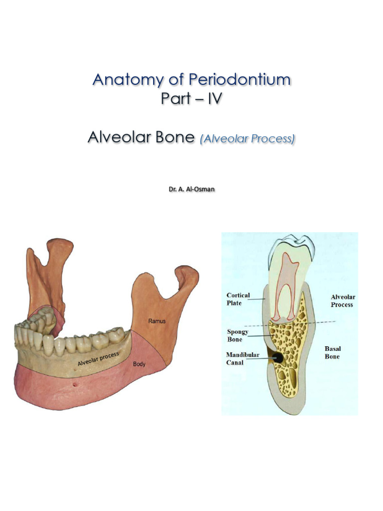 Lesson 5 - Anatomy of Periodontium-Part IV 2024-2025 | PDF | Bone ...