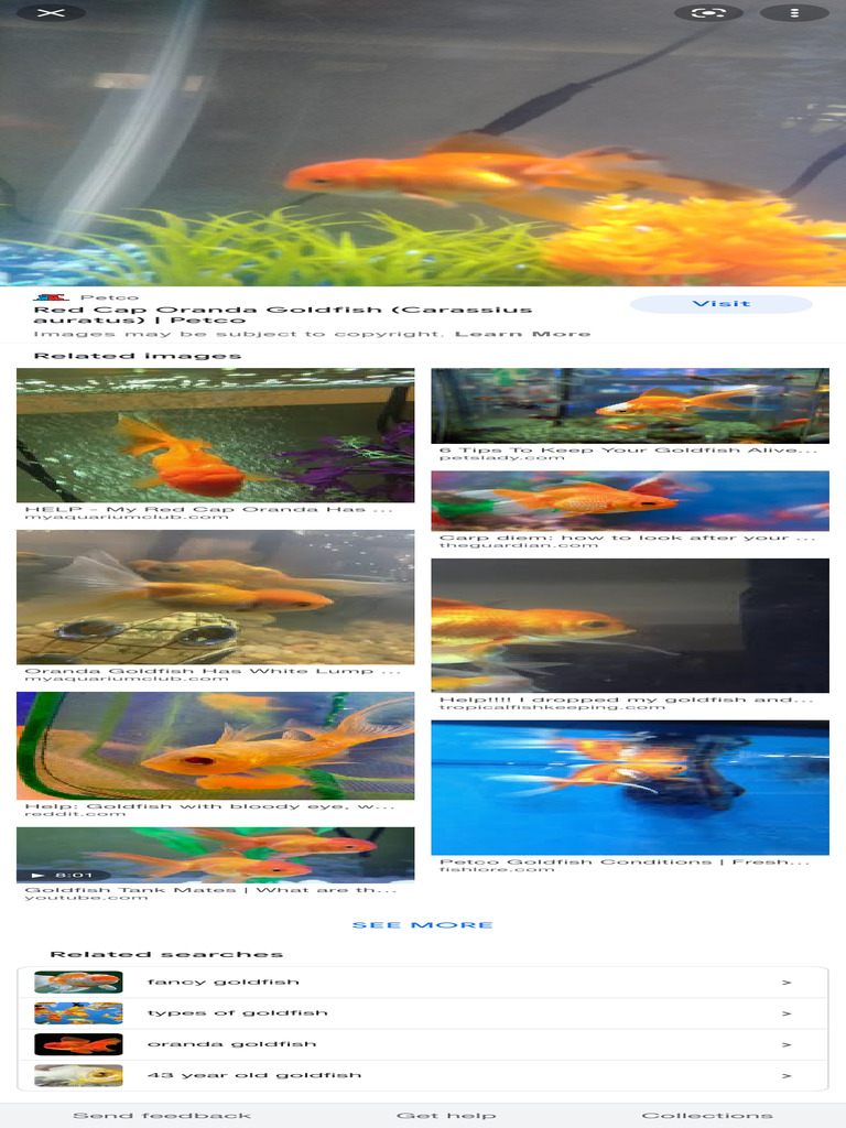 Goldfish in A Tank at Petco - Google Search | PDF