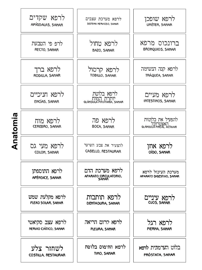 8 Etiquetas Anatomia 2 | PDF