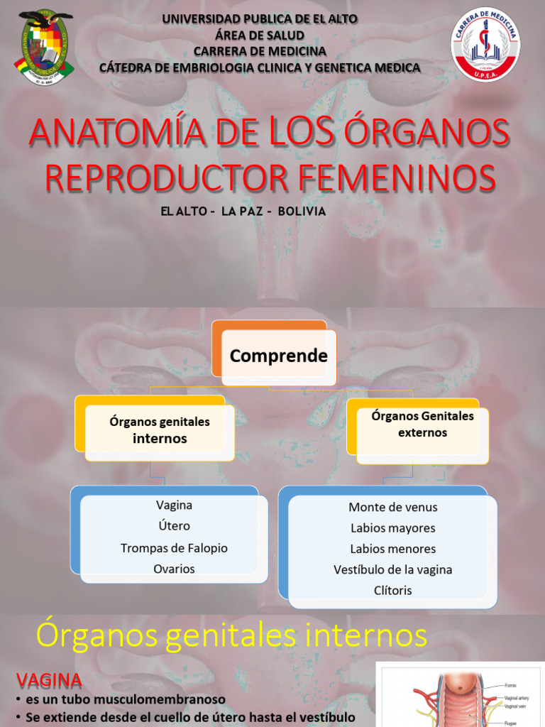 Anatomía de Los Órganos Reproductor Femeninos Tema 2 | PDF | Vagina ...