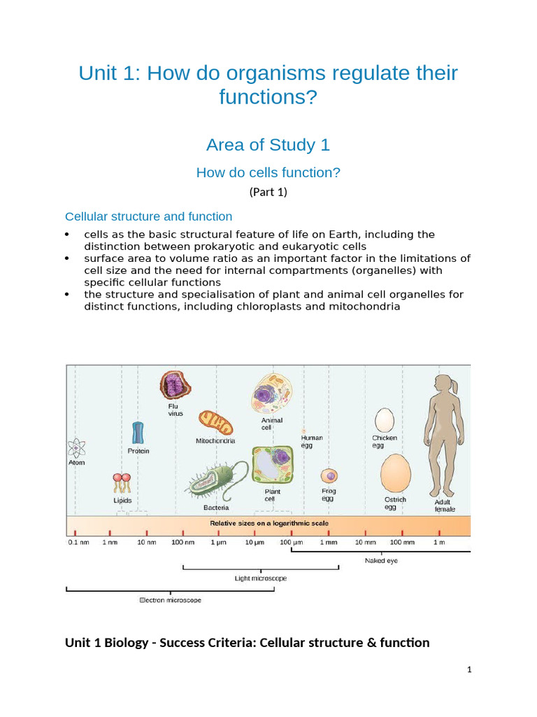 Cell Structure and Function Overview | PDF | Cell (Biology ...