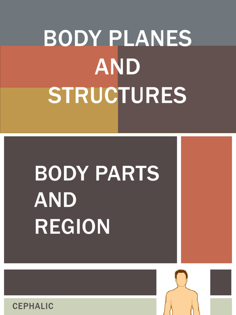 PATHFIT 1 - Lesson1 - BODY PLANES AND STRUCTURE | PDF | Anatomical ...