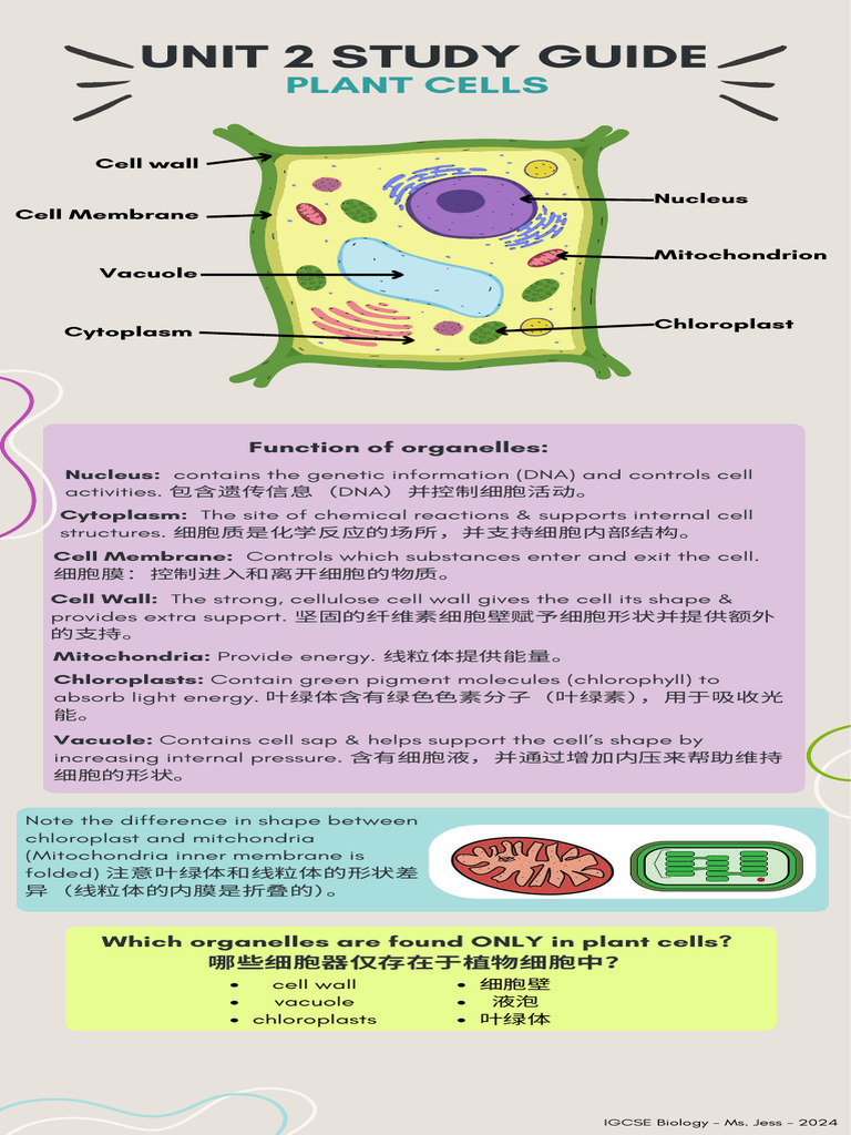 Plant Cells Study Guide | PDF