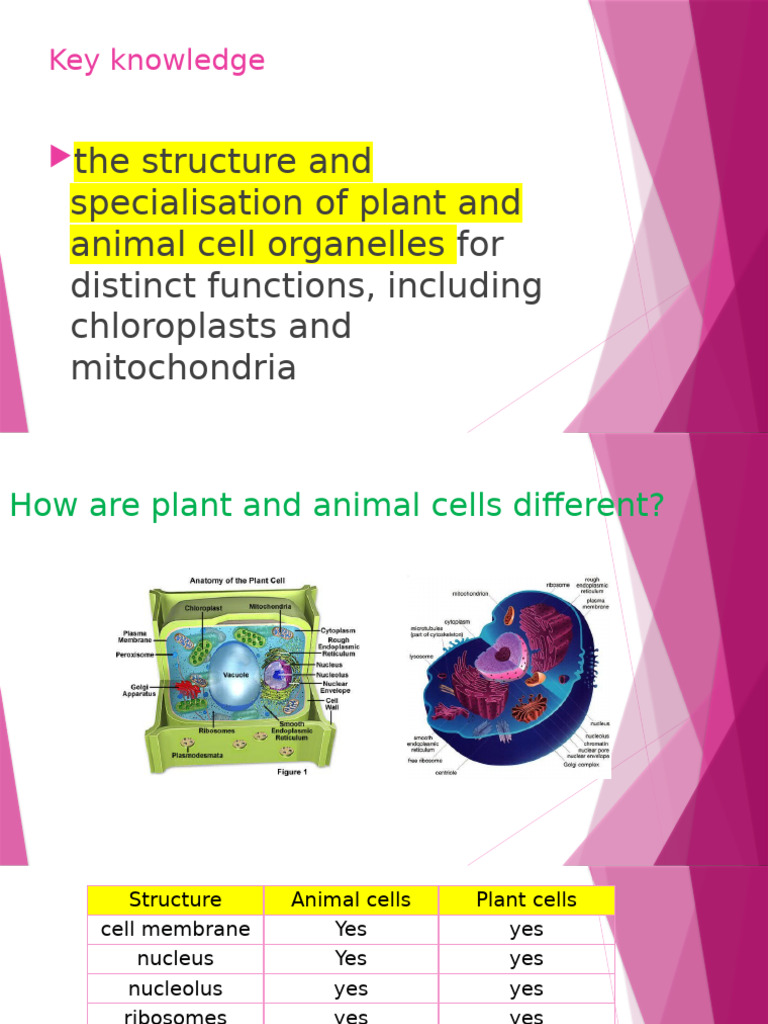 Unit 1 VCE Biology Lesson 6 | PDF | Cellular Respiration | Chloroplast