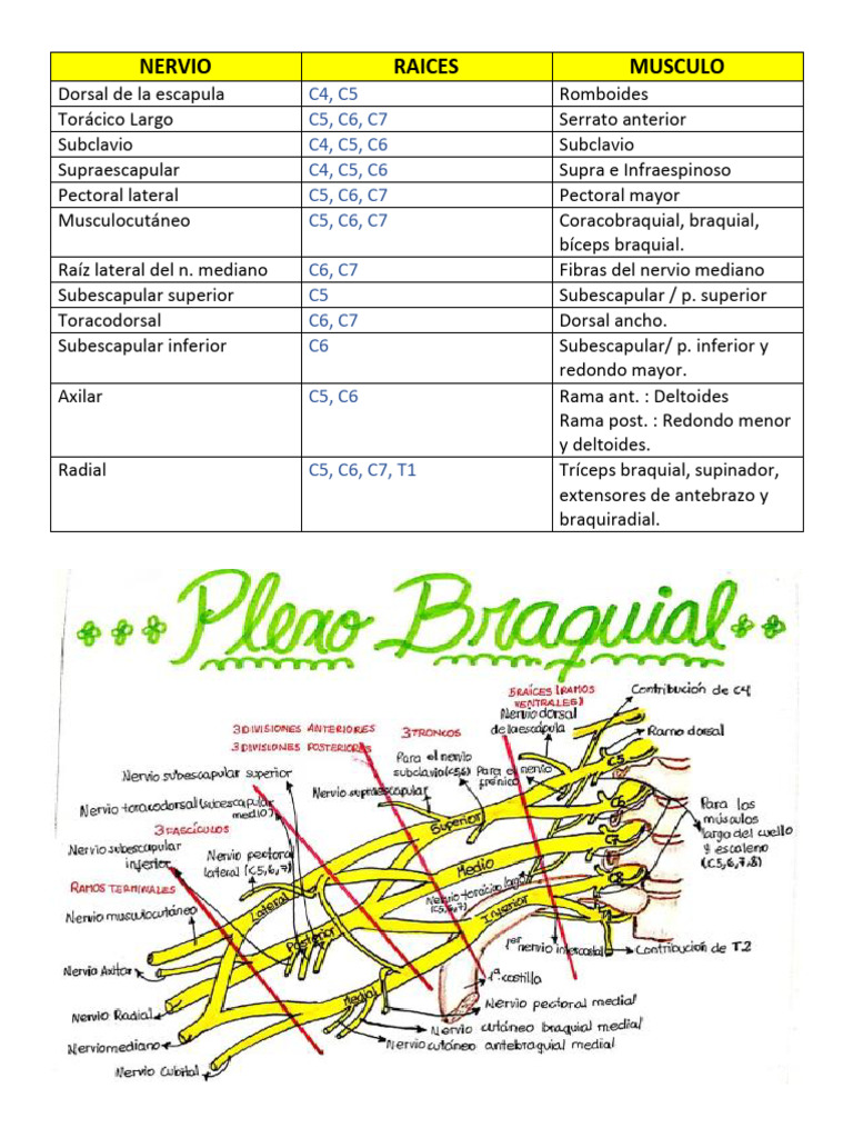 Nervios y Musculos (Plexo) | PDF