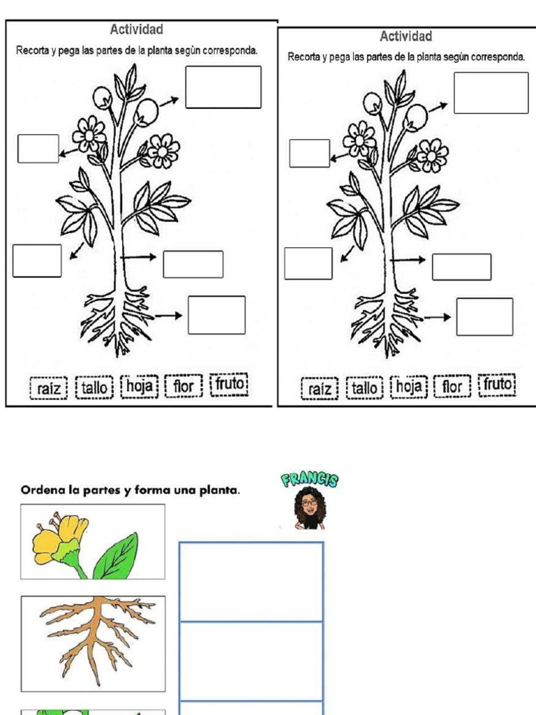 Partes de Una Planta | PDF