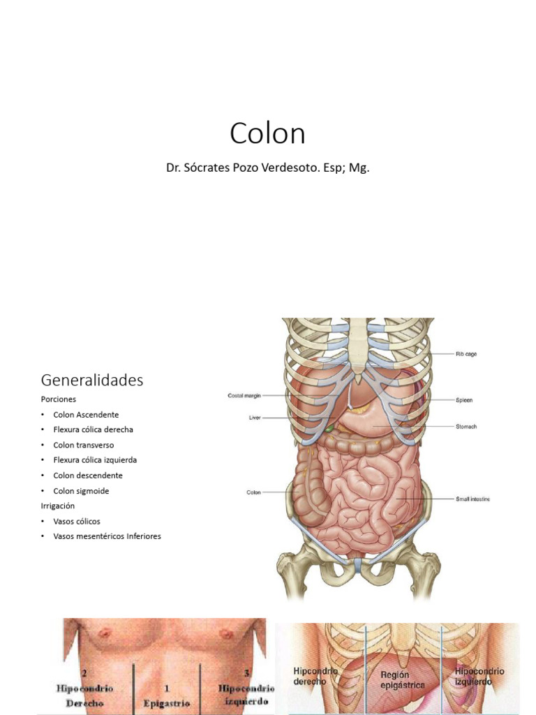 Anatomía y Relaciones del Colon Humano | PDF | Intestino grueso | Abdomen