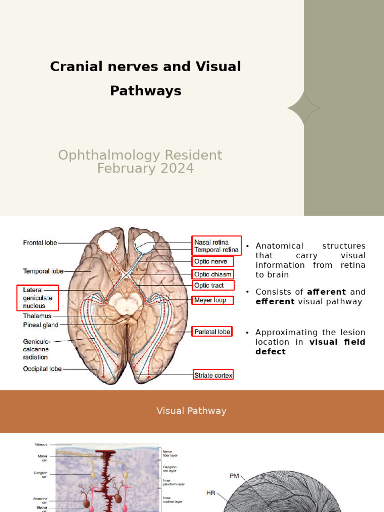 4. Visual Pathway and Cranial Nerve 2 | PDF | Visual Cortex | Visual System