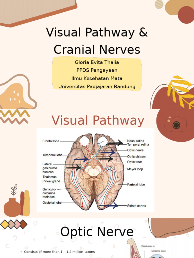 Tutorial - Visual Pathway and Cranial Nerves - D | PDF | Visual System | Visual Cortex