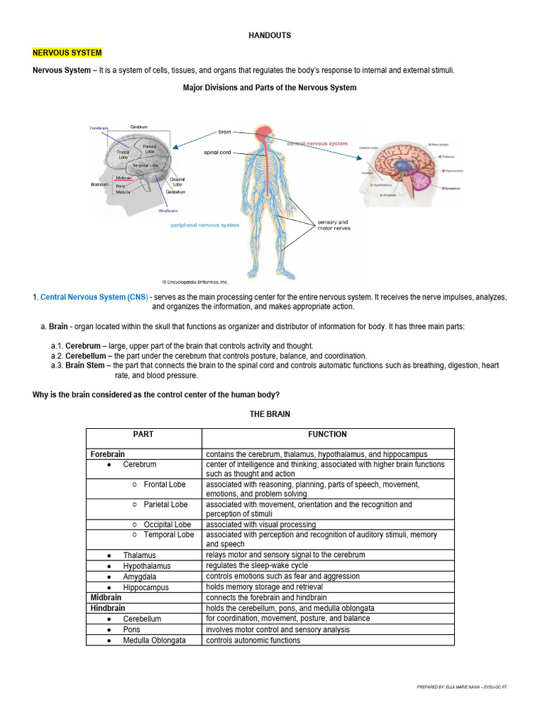 Student Handouts Moving Exam | PDF | Menstrual Cycle | Ovary