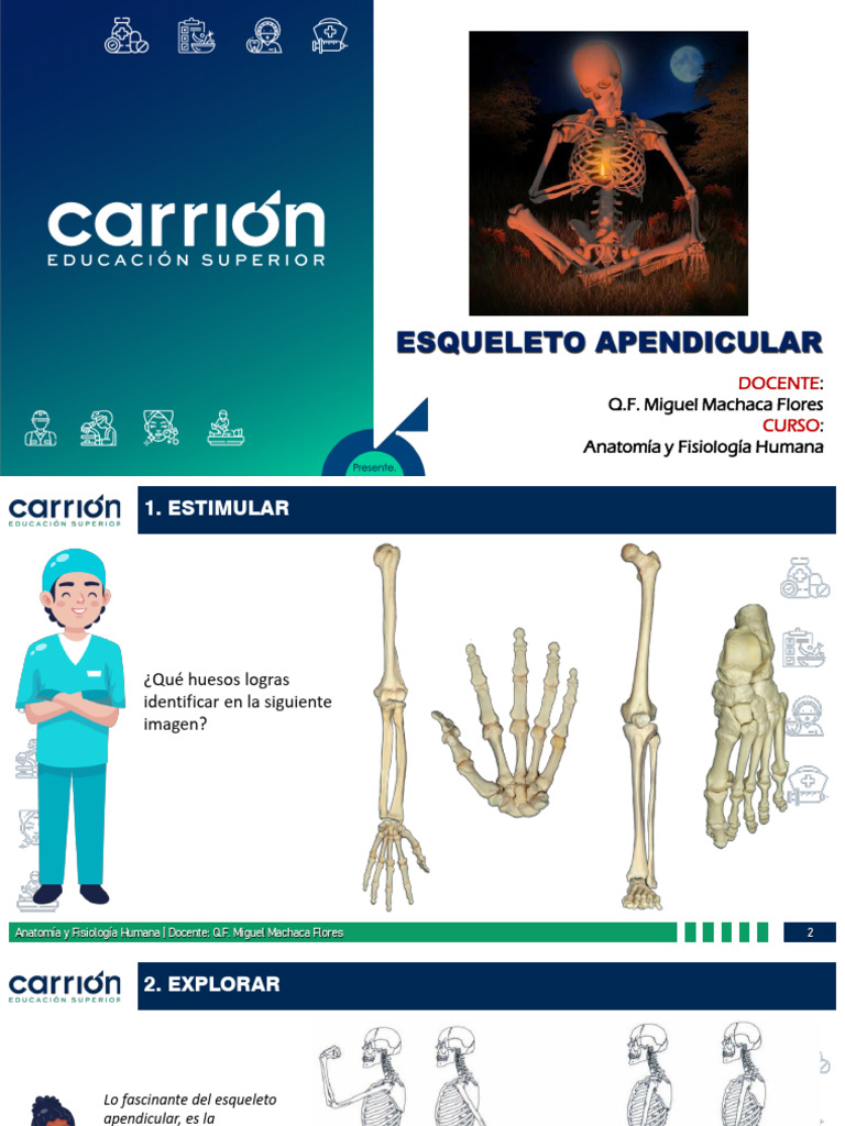 SESION_006_ESQUELETO APENDICULAR | PDF | Pelvis | Hombro