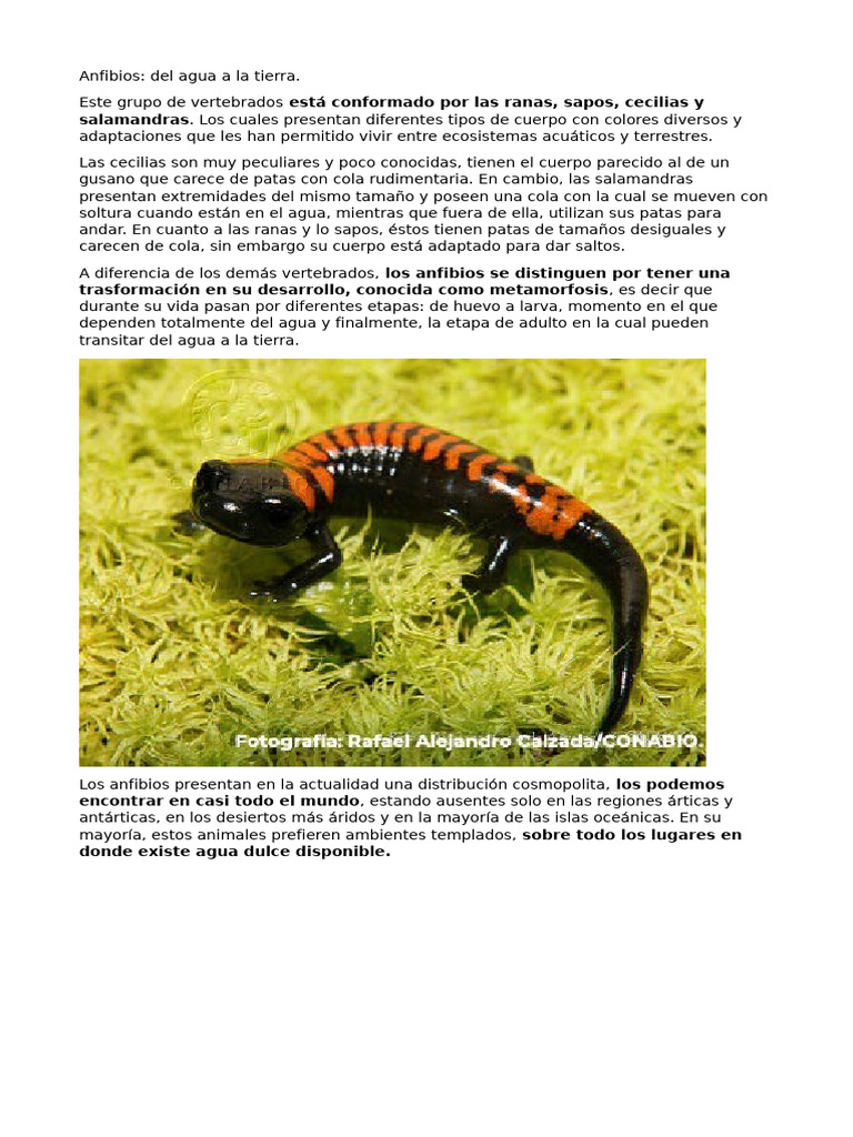 Anfibios: diversidad y conservación | PDF | Anfibio | Organismos